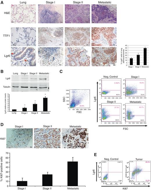 miR-17-92/p38α Dysregulation Enhances Wnt Signaling and Selects Lgr6 ...
