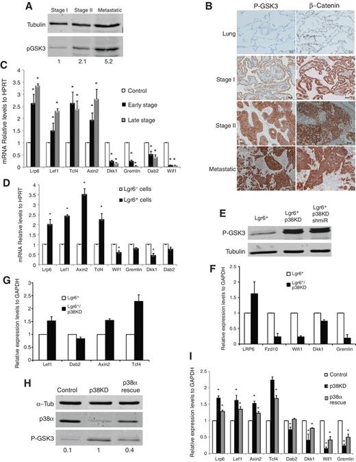 miR-17-92/p38α Dysregulation Enhances Wnt Signaling and Selects Lgr6 ...