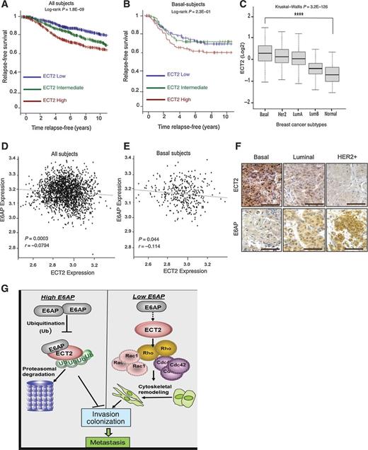 The E3-ligase E6AP Represses Breast Cancer Metastasis via Regulation of ...
