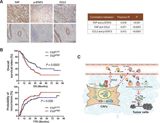 FAP Promotes Immunosuppression by Cancer-Associated Fibroblasts in the ...