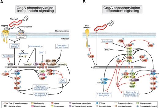 The Role of CagA in the Gastric Biology of Helicobacter pylori | Cancer Research | American ...