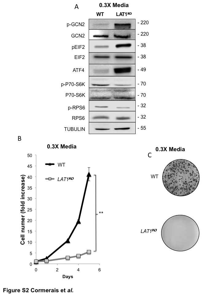 Genetic Disruption of the Multifunctional CD98/LAT1 Complex ...