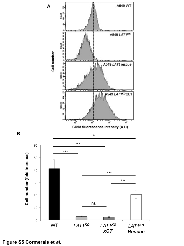 Genetic Disruption of the Multifunctional CD98/LAT1 Complex ...