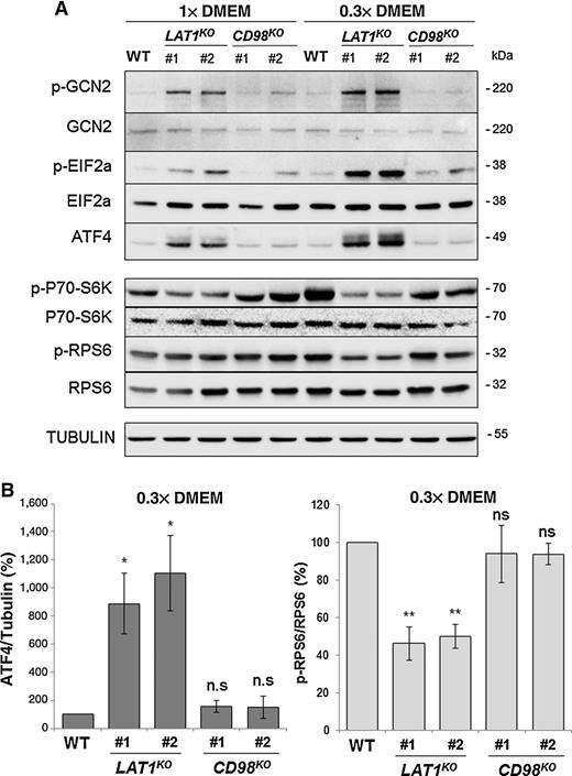 Genetic Disruption of the Multifunctional CD98/LAT1 Complex ...