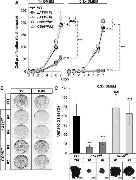Genetic Disruption of the Multifunctional CD98/LAT1 Complex ...