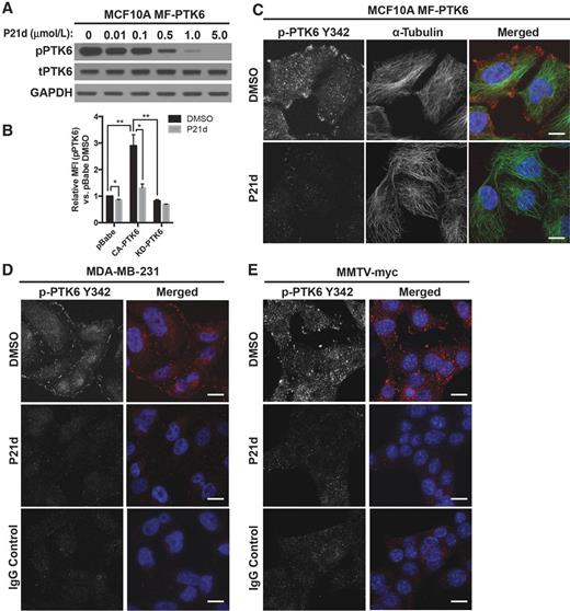 PTK6 Inhibition Suppresses Metastases of Triple-Negative Breast Cancer ...