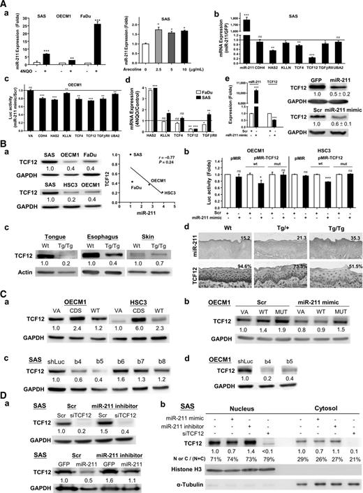 MicroRNA-211 Enhances the Oncogenicity of Carcinogen-Induced Oral ...