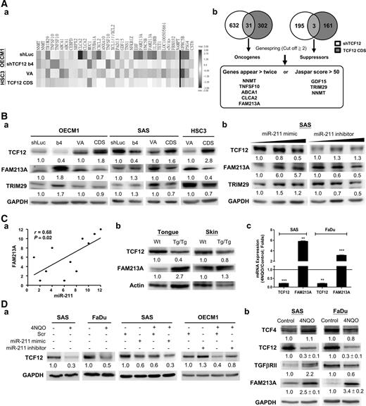 MicroRNA-211 Enhances the Oncogenicity of Carcinogen-Induced Oral ...