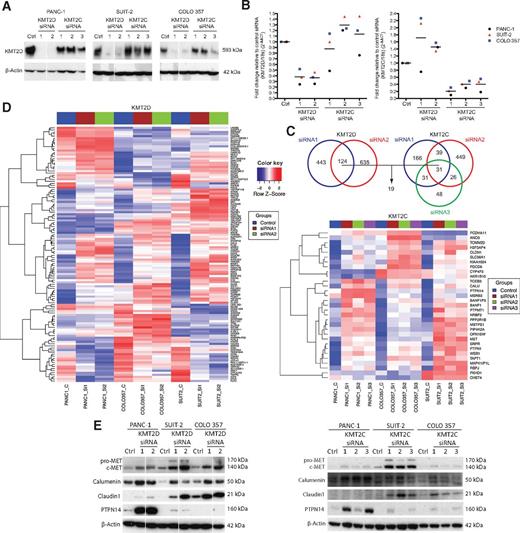 Reduced Expression of Histone Methyltransferases KMT2C and KMT2D ...