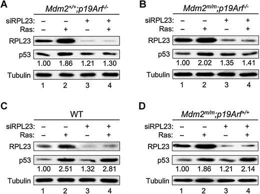 RPL23 Links Oncogenic RAS Signaling to p53-Mediated Tumor Suppression ...