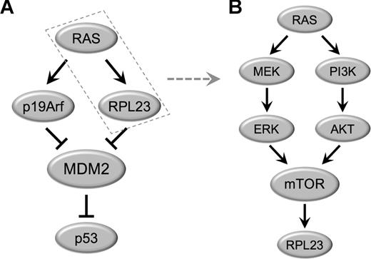 RPL23 Links Oncogenic RAS Signaling to p53-Mediated Tumor Suppression ...