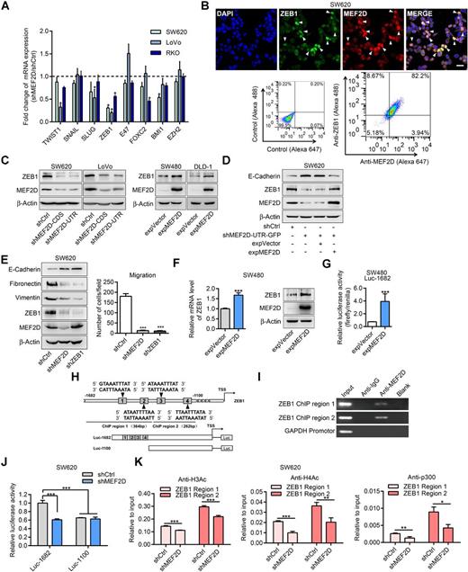 MEF2D Transduces Microenvironment Stimuli to ZEB1 to Promote Epithelial ...