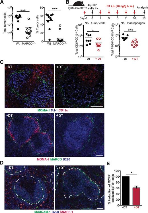 Splenic Marginal Zone Granulocytes Acquire an Accentuated Neutrophil B ...