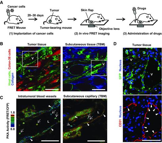 In Vivo FRET Imaging of Tumor Endothelial Cells Highlights a Role of ...