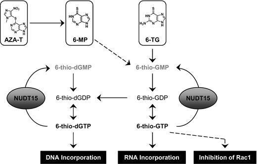 NUDT15 Hydrolyzes 6-Thio-DeoxyGTP to Mediate the Anticancer Efficacy of ...