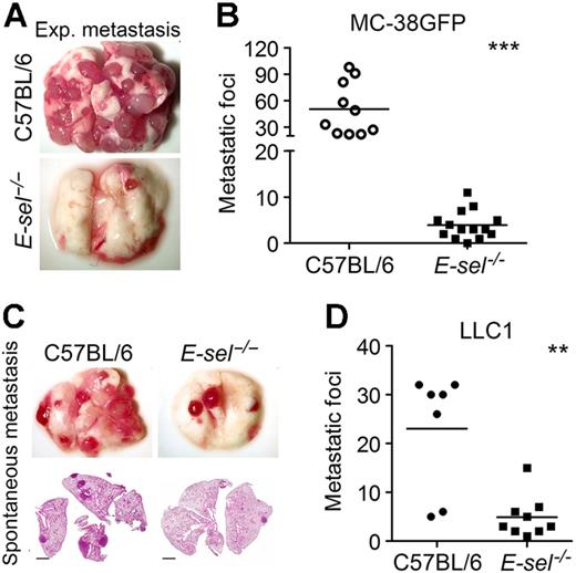 Monocyte Induction of E-Selectin–Mediated Endothelial Activation ...