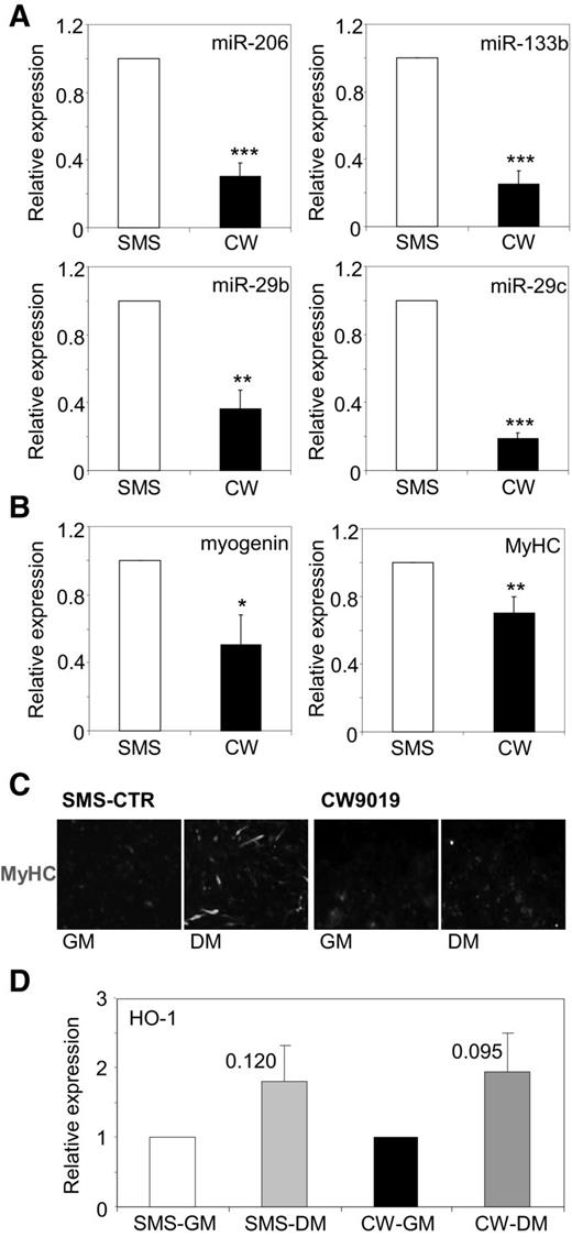 Heme Oxygenase-1 Controls an HDAC4-miR-206 Pathway of Oxidative Stress ...