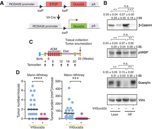 Obesity-Induced Colorectal Cancer Is Driven by Caloric Silencing of the ...