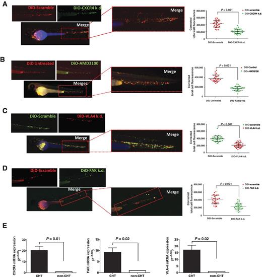 Cancer Cell Dissemination and Homing to the Bone Marrow in a Zebrafish ...