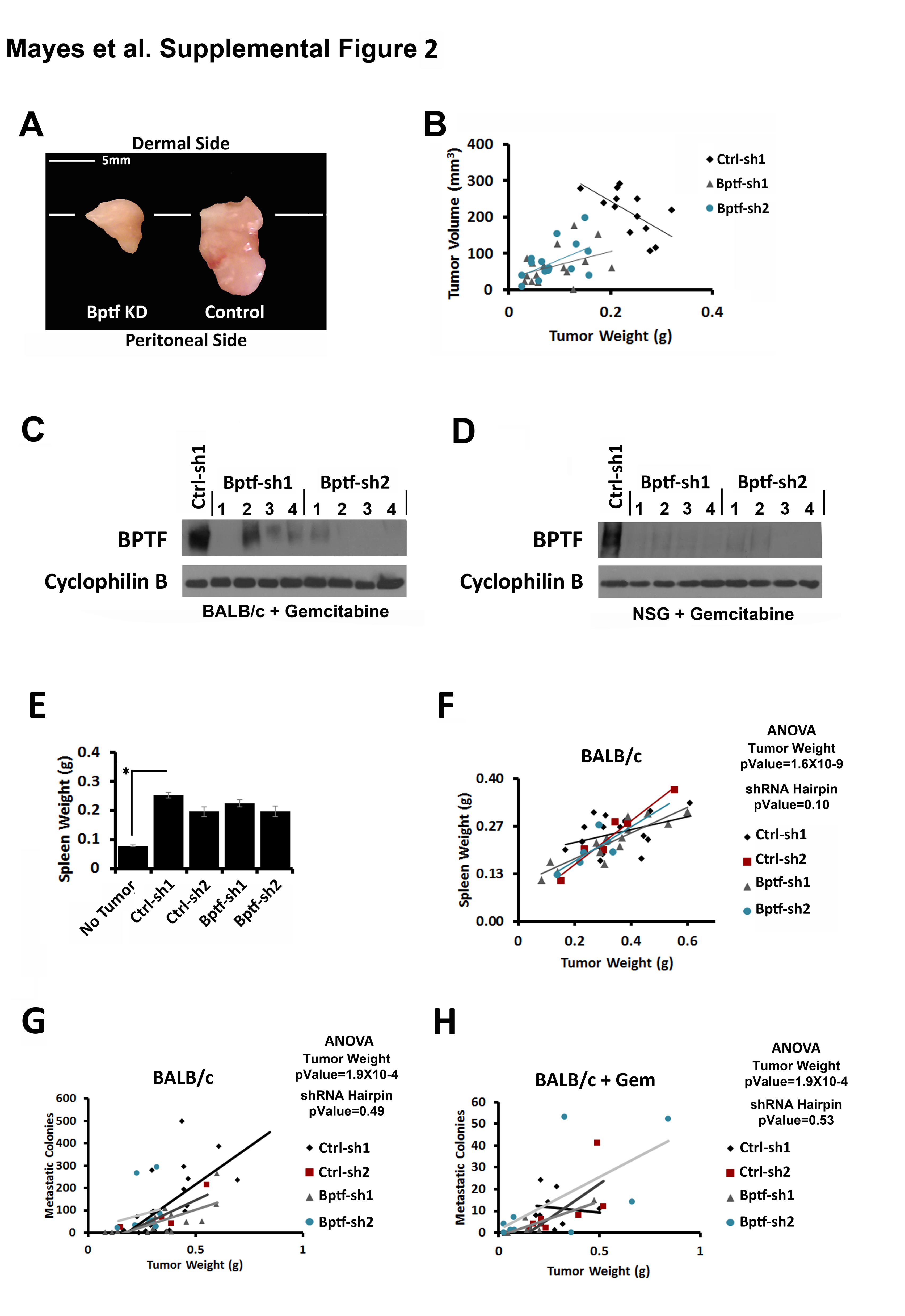 BPTF Depletion Enhances T-cell–Mediated Antitumor Immunity | Cancer ...