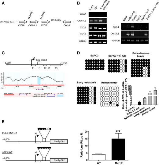 Dual Roles for CXCL4 Chemokines and CXCR3 in Angiogenesis and Invasion ...