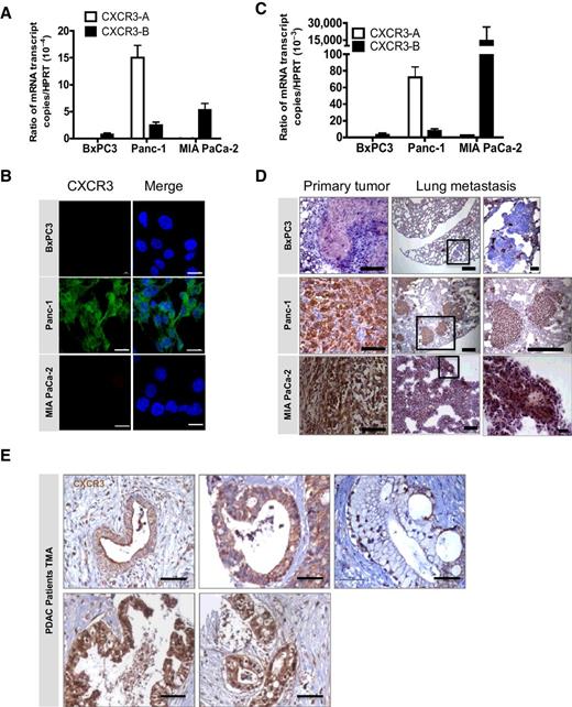 Dual Roles for CXCL4 Chemokines and CXCR3 in Angiogenesis and Invasion ...