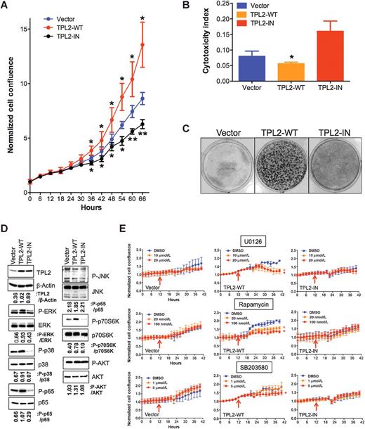 TPL2 Is an Oncogenic Driver in Keratocanthoma and Squamous Cell ...