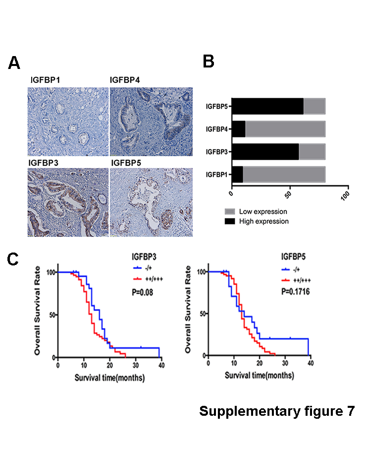 IGFBP2 Activates the NF-κB Pathway to Drive Epithelial–Mesenchymal ...