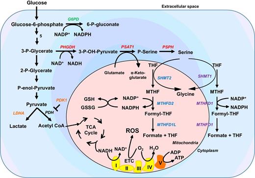 Serine Synthesis Helps Hypoxic Cancer Stem Cells Regulate Redox ...