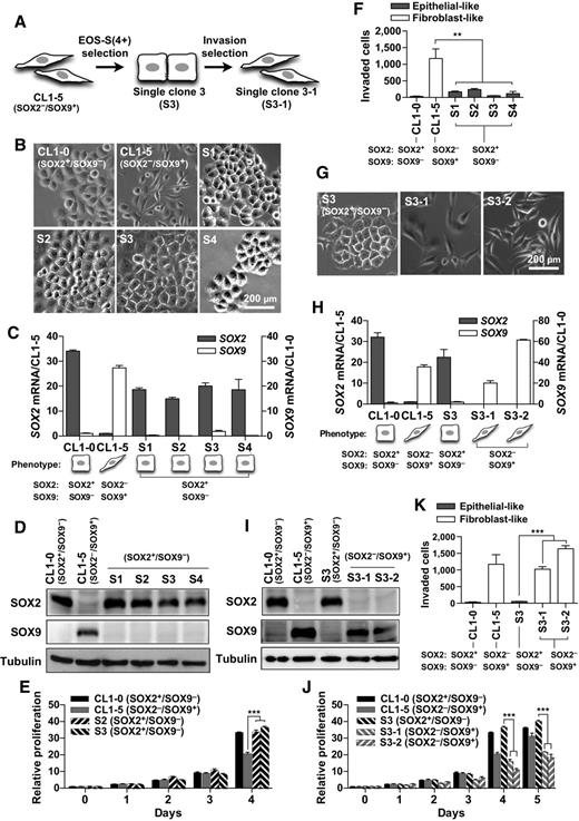 Epigenetic Switch between SOX2 and SOX9 Regulates Cancer Cell ...