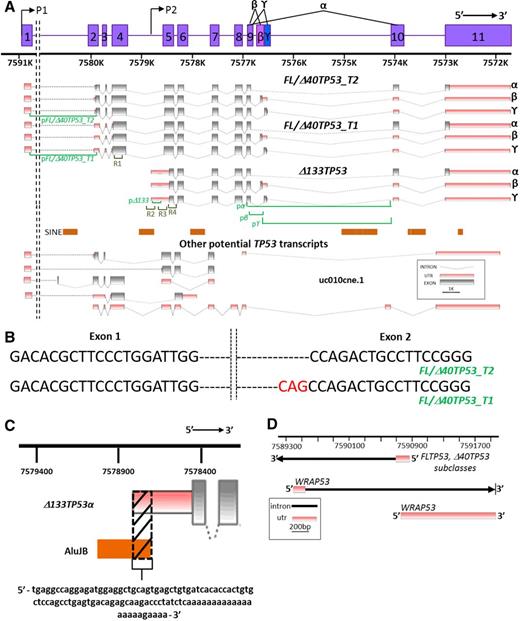 A Study of TP53 RNA Splicing Illustrates Pitfalls of RNA-seq ...