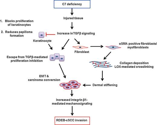 Injury-Driven Stiffening of the Dermis Expedites Skin Carcinoma ...