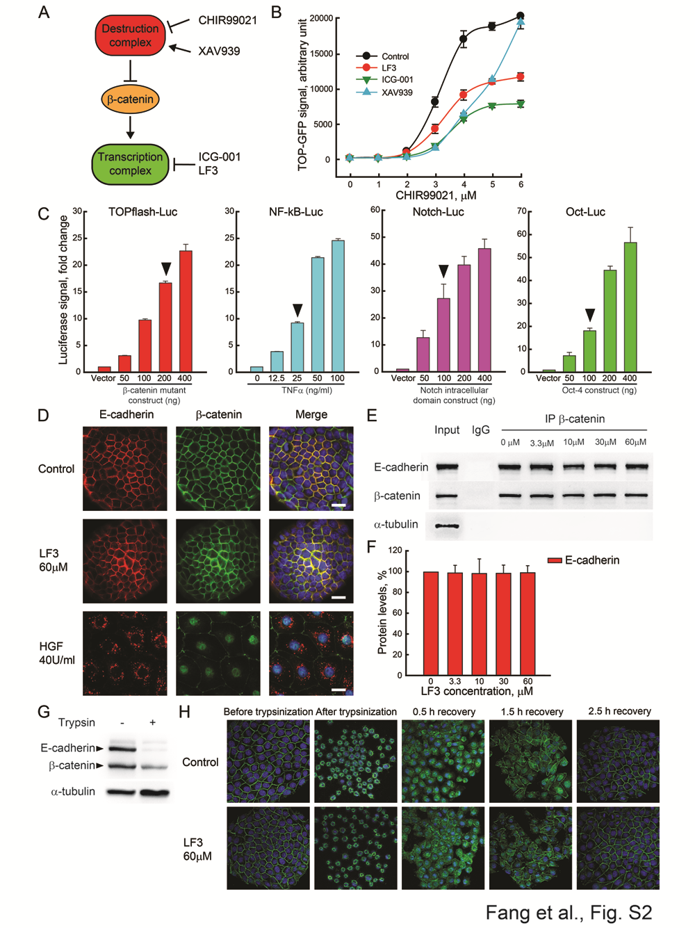 A Small-Molecule Antagonist of the β-Catenin/TCF4 Interaction Blocks ...
