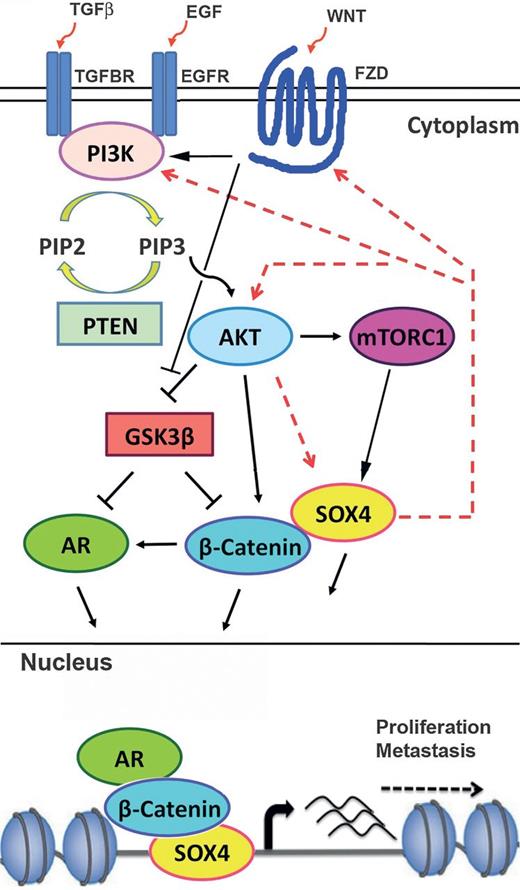 SOX4 Is Essential for Prostate Tumorigenesis Initiated by PTEN Ablation ...