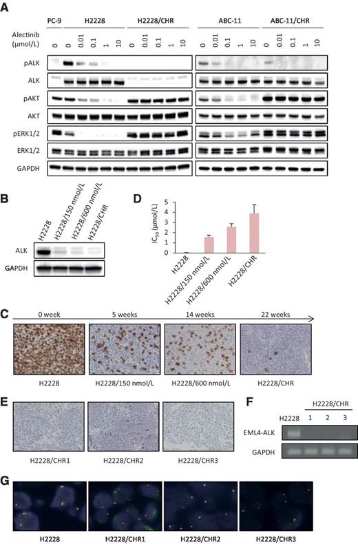 Non–Small Cell Lung Cancer Cells Acquire Resistance to the ALK ...