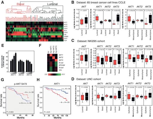 AKT1 Inhibits Epithelial-to-Mesenchymal Transition in Breast Cancer ...