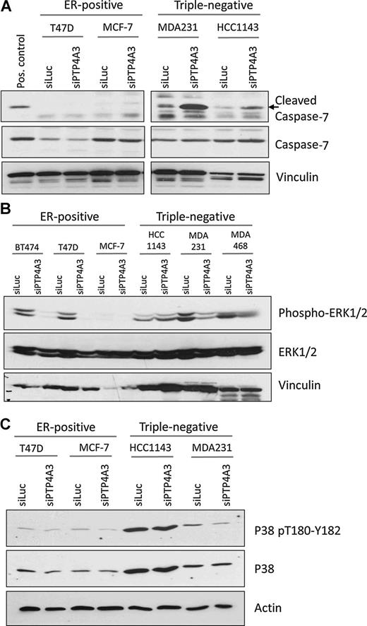 Phosphatase PTP4A3 Promotes Triple-Negative Breast Cancer Growth and ...