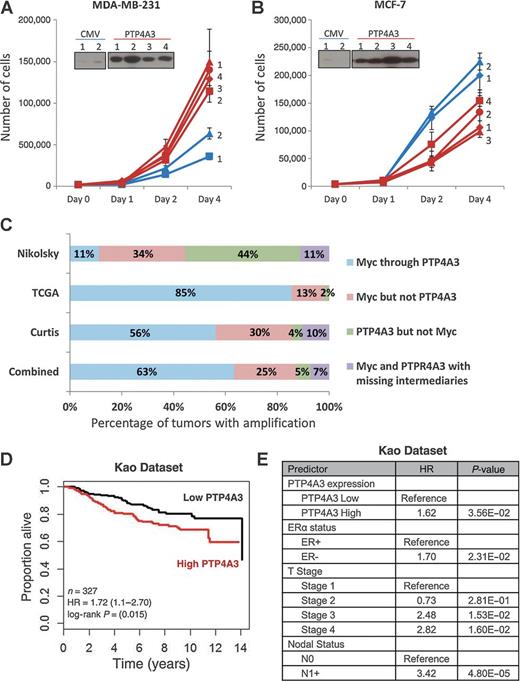 Phosphatase PTP4A3 Promotes Triple-Negative Breast Cancer Growth and ...