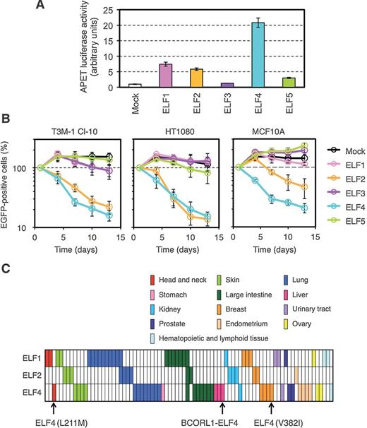 Mutational Landscape and Antiproliferative Functions of ELF ...