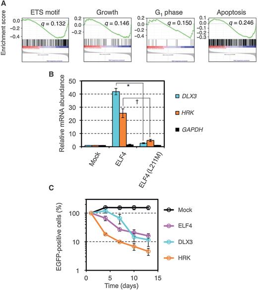 Mutational Landscape and Antiproliferative Functions of ELF ...