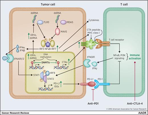 Combining Epigenetic and Immunotherapy to Combat Cancer | Cancer ...