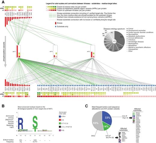 An Atlas of the Human Kinome Reveals the Mutational Landscape ...