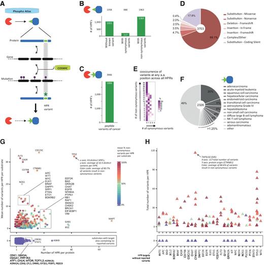 An Atlas of the Human Kinome Reveals the Mutational Landscape ...