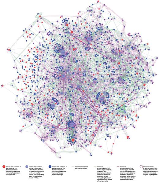 An Atlas of the Human Kinome Reveals the Mutational Landscape ...