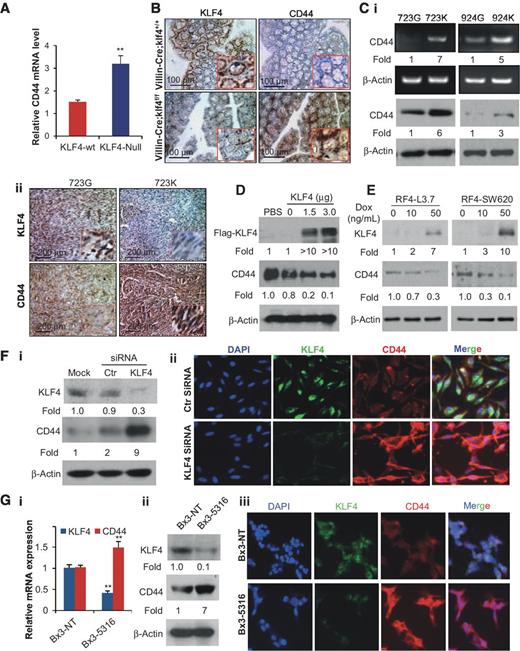 KLF4-Mediated Suppression of CD44 Signaling Negatively Impacts ...