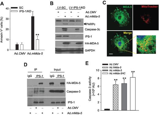 Activation of the MDA-5–IPS-1 Viral Sensing Pathway Induces Cancer Cell ...