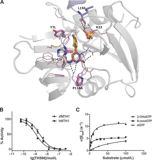 Hypoxic Signaling and the Cellular Redox Tumor Environment Determine ...