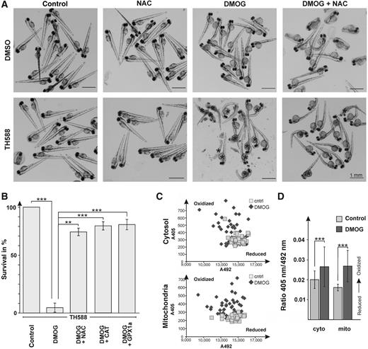 Hypoxic Signaling and the Cellular Redox Tumor Environment Determine ...