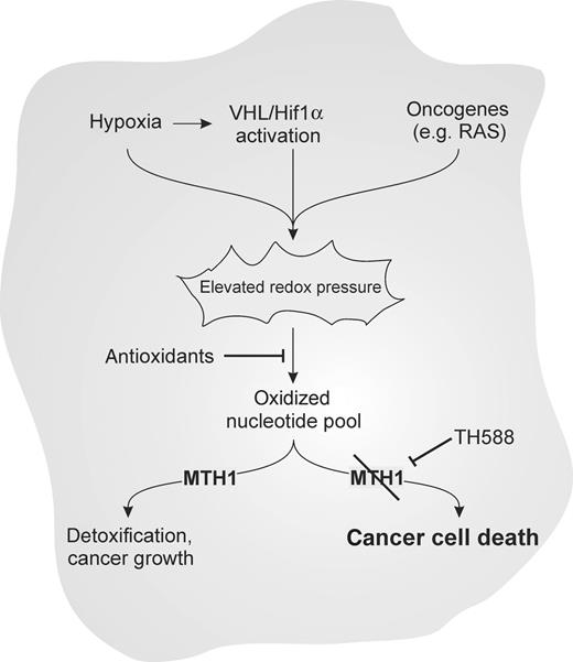 Hypoxic Signaling and the Cellular Redox Tumor Environment Determine ...