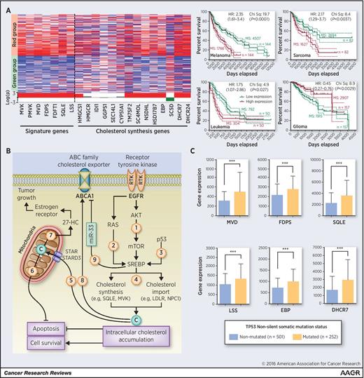The Role of Cholesterol in Cancer | Cancer Research | American ...
